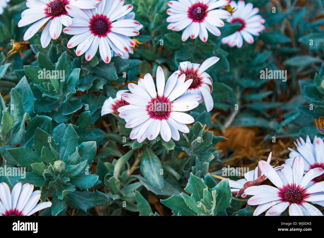 Letters made flowers grass hi-res stock photography and images - Alamy
