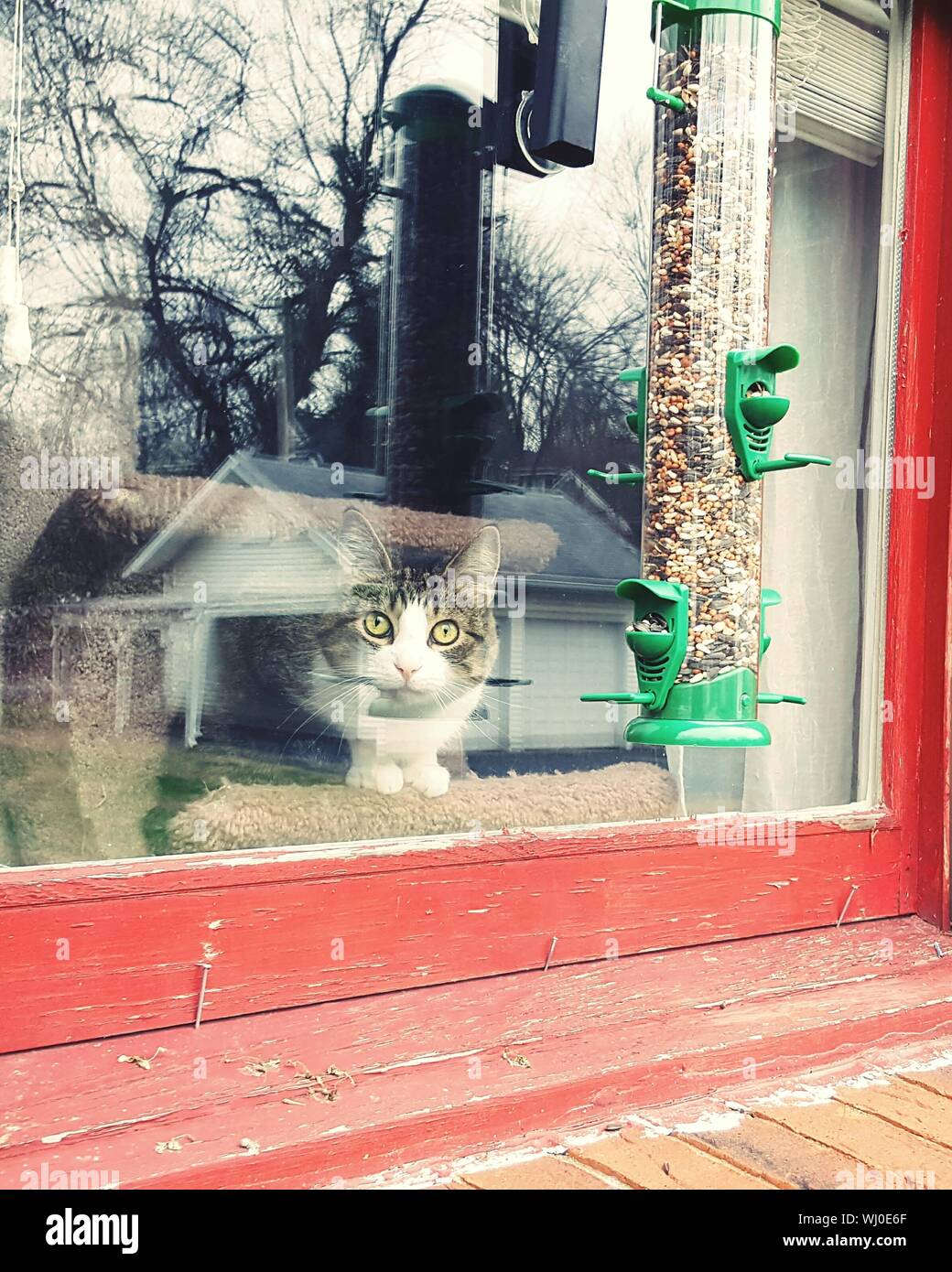 Cat bird feeder hi-res stock photography and images - Alamy