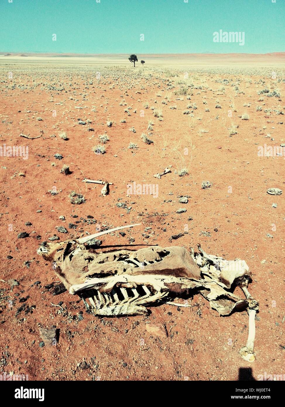 Skeleton desert hi-res stock photography and images - Alamy
