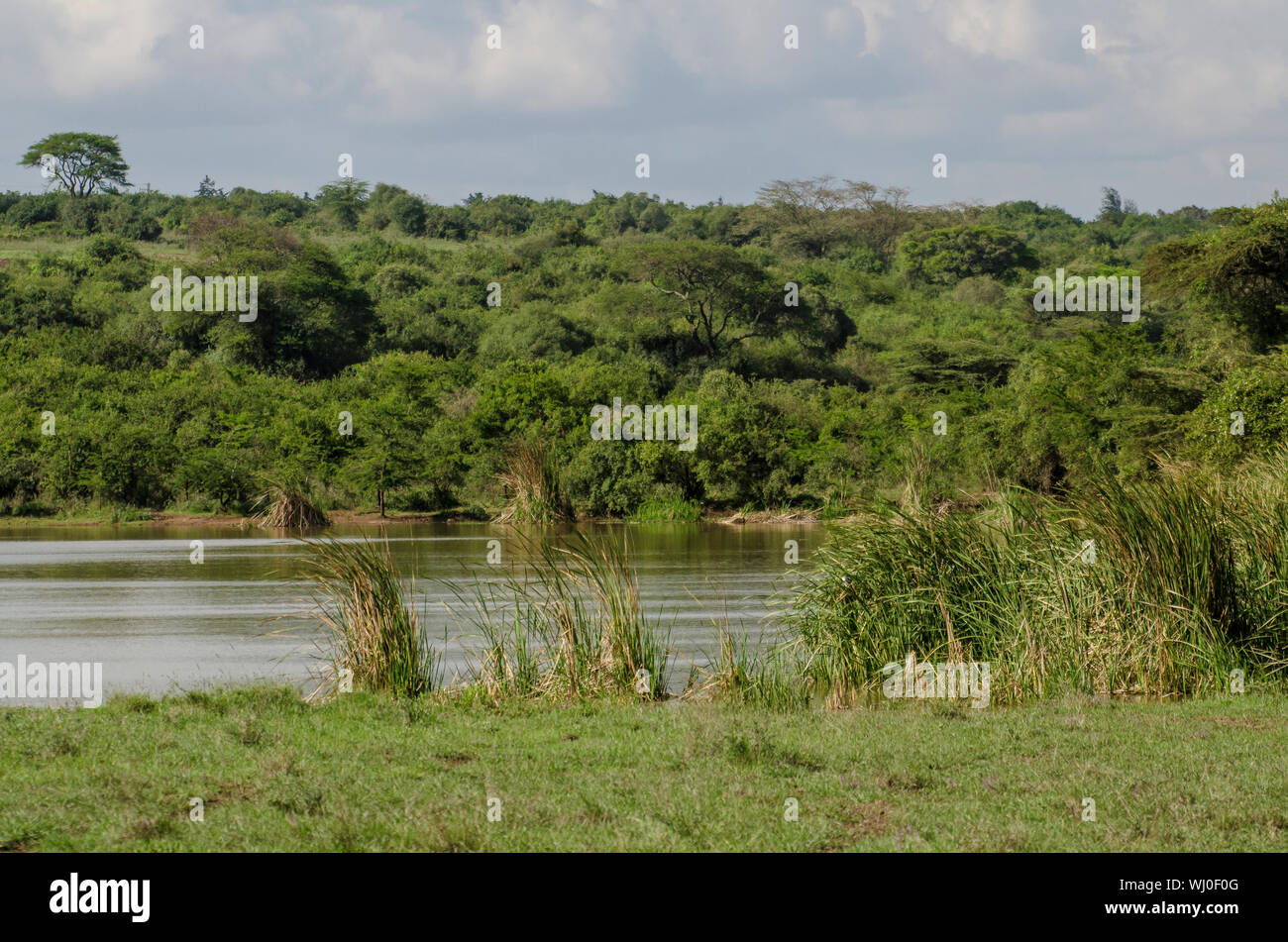 African pond hi-res stock photography and images - Alamy