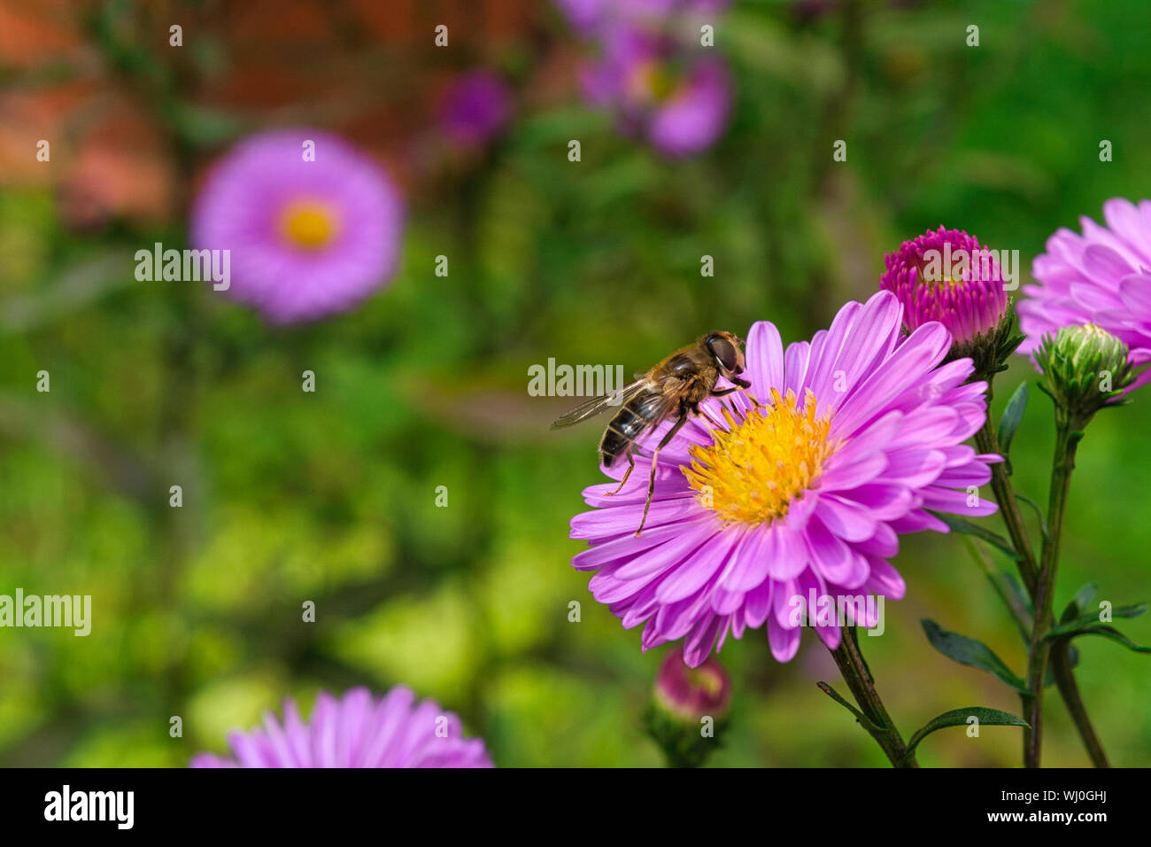 Insect drinking nectar hi-res stock photography and images - Alamy