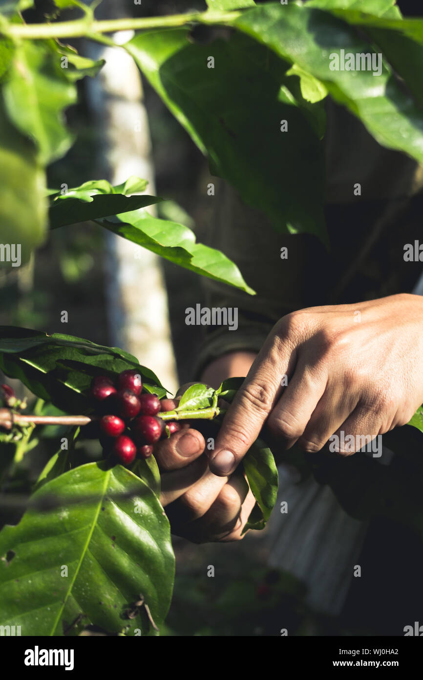 The picking of fruits hi-res stock photography and images - Alamy