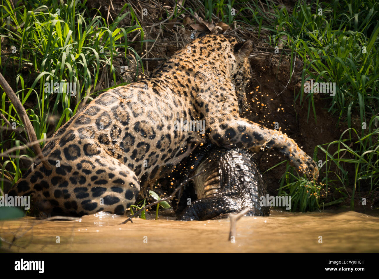 Animal fighting hi-res stock photography and images - Alamy