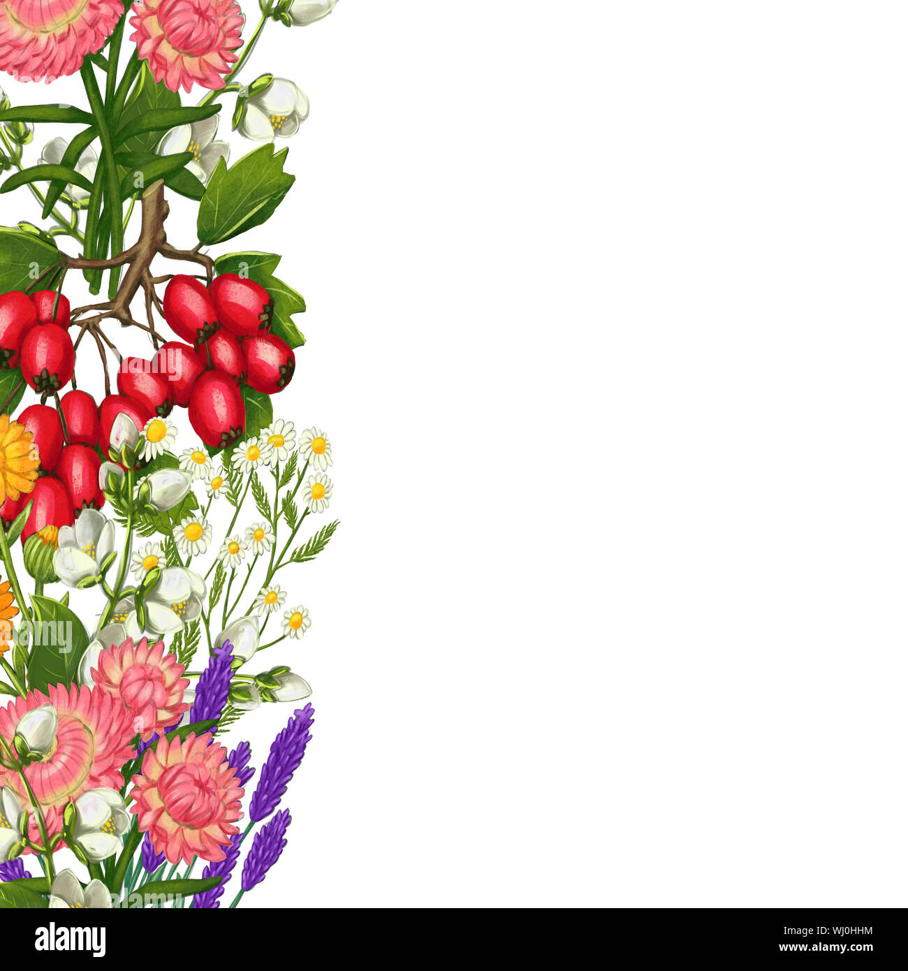 Hand drawn medicinal plant frame. Healing herbs border. isolated on ...