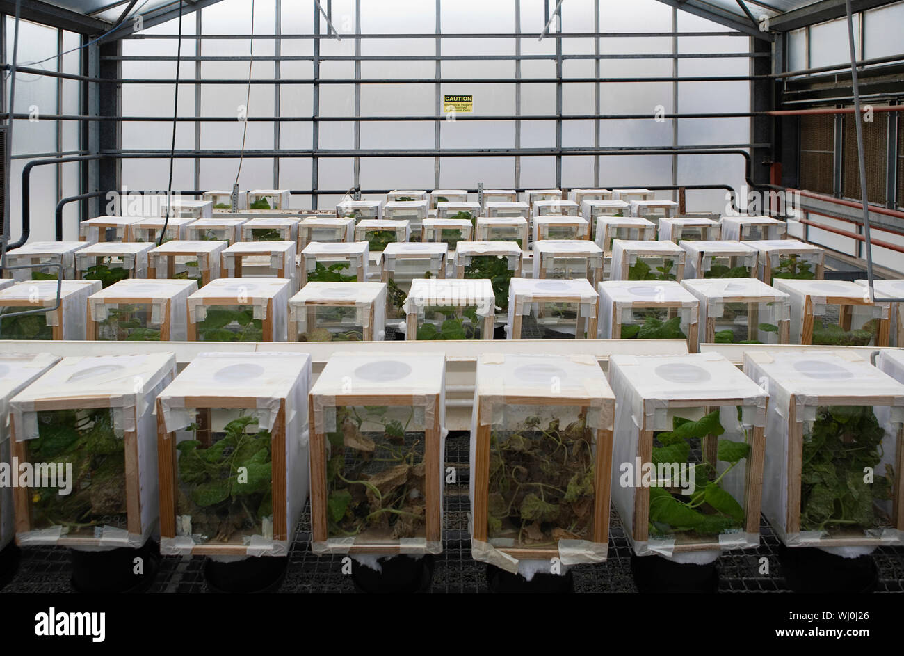 Sample plantation hi-res stock photography and images - Alamy