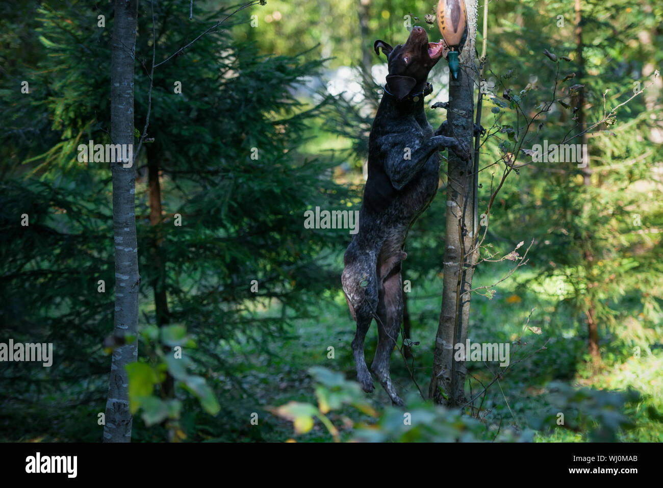 Dog breed Kurzhaar hunting in the forest Stock Photo - Alamy