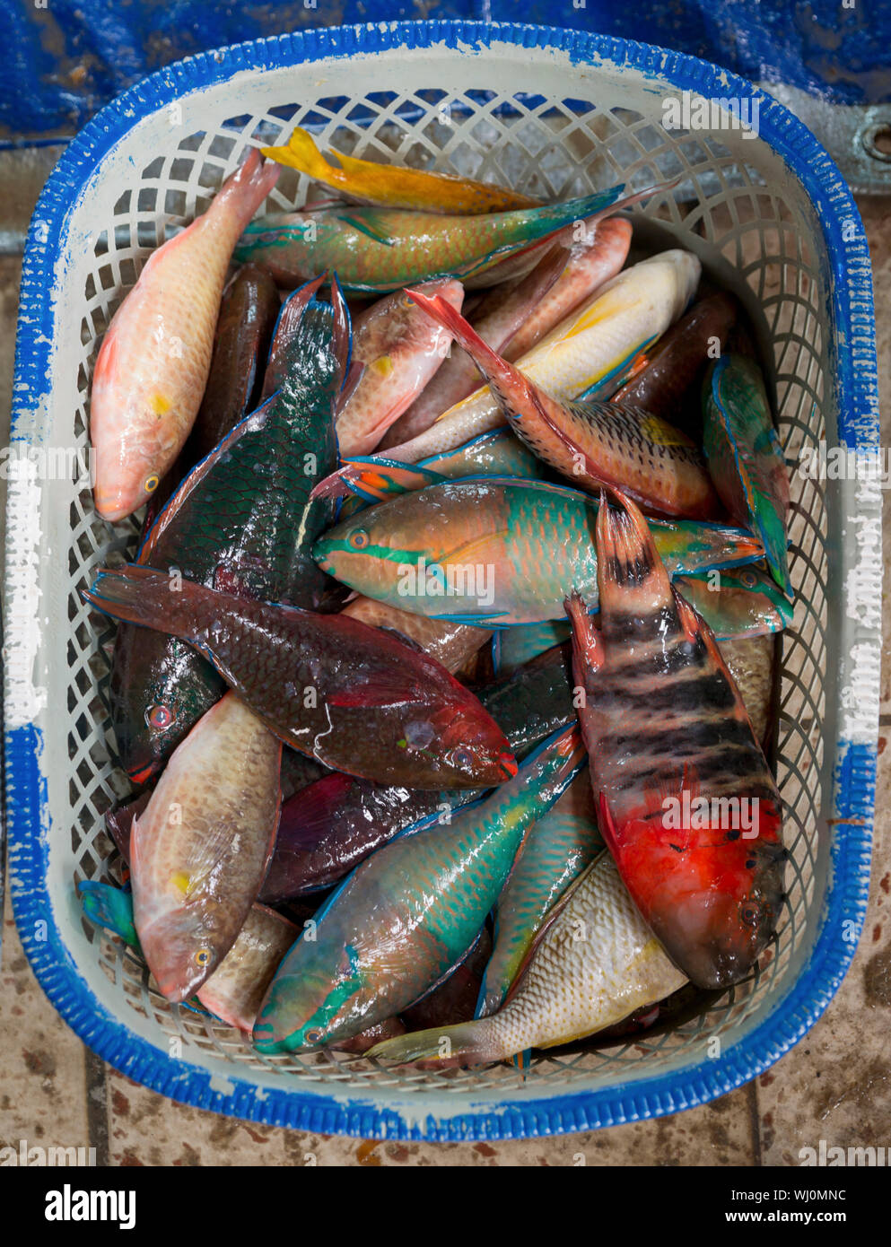Basket of mixed fish, Paotere fish market, Makassar, Sulawesi ...