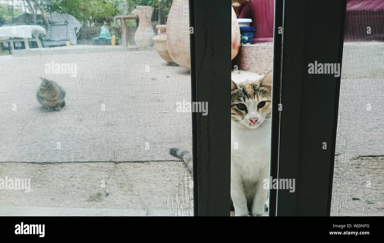 Cat looking through door hi-res stock photography and images - Alamy