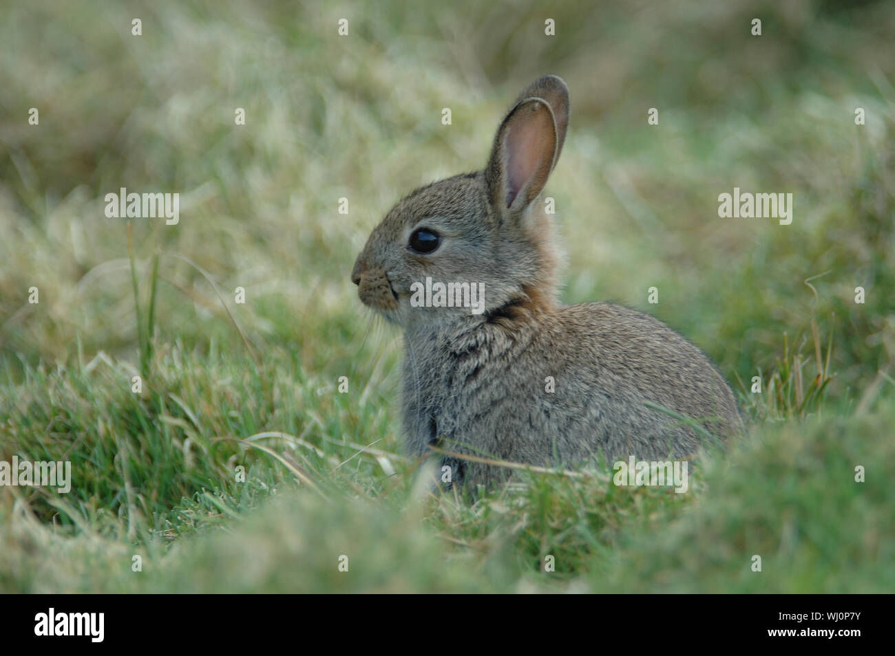 Young rabbit wildlife hi-res stock photography and images - Alamy