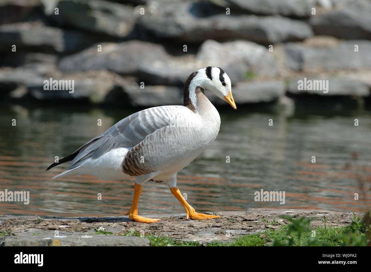 Bird stroll hi-res stock photography and images - Alamy