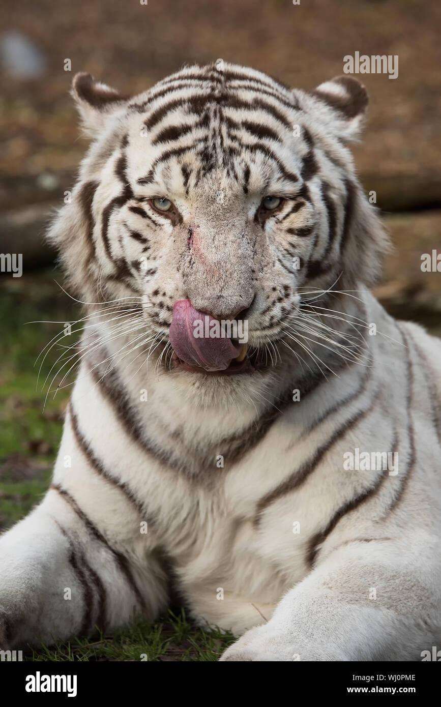 White Tiger Quotes