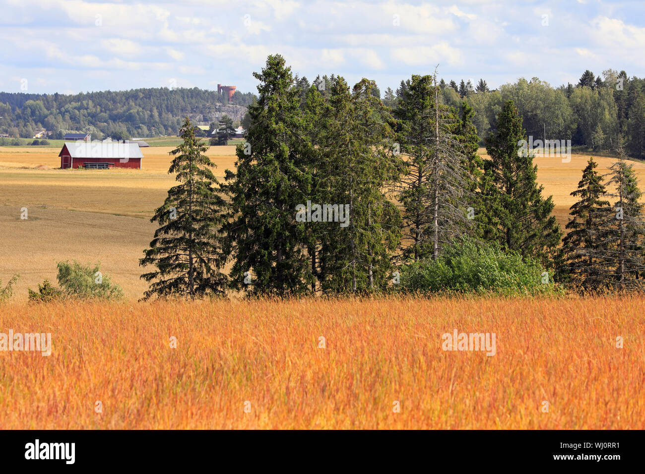 Rural late summer landscape in Halikko, Finland with barn and ...
