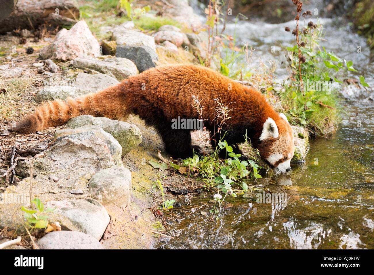 Side view red panda hi-res stock photography and images - Alamy