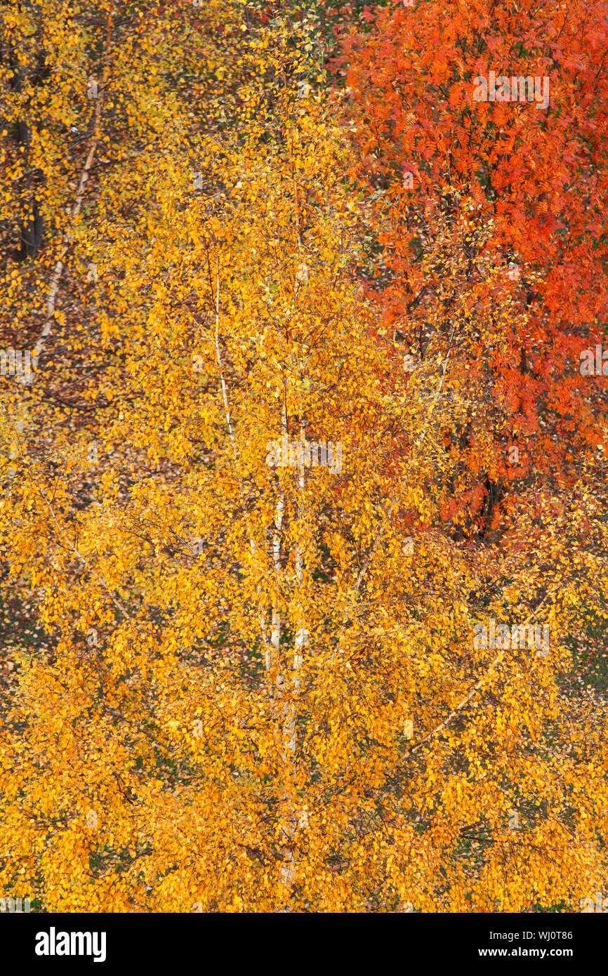 Top view on colorful autumn trees Stock Photo - Alamy