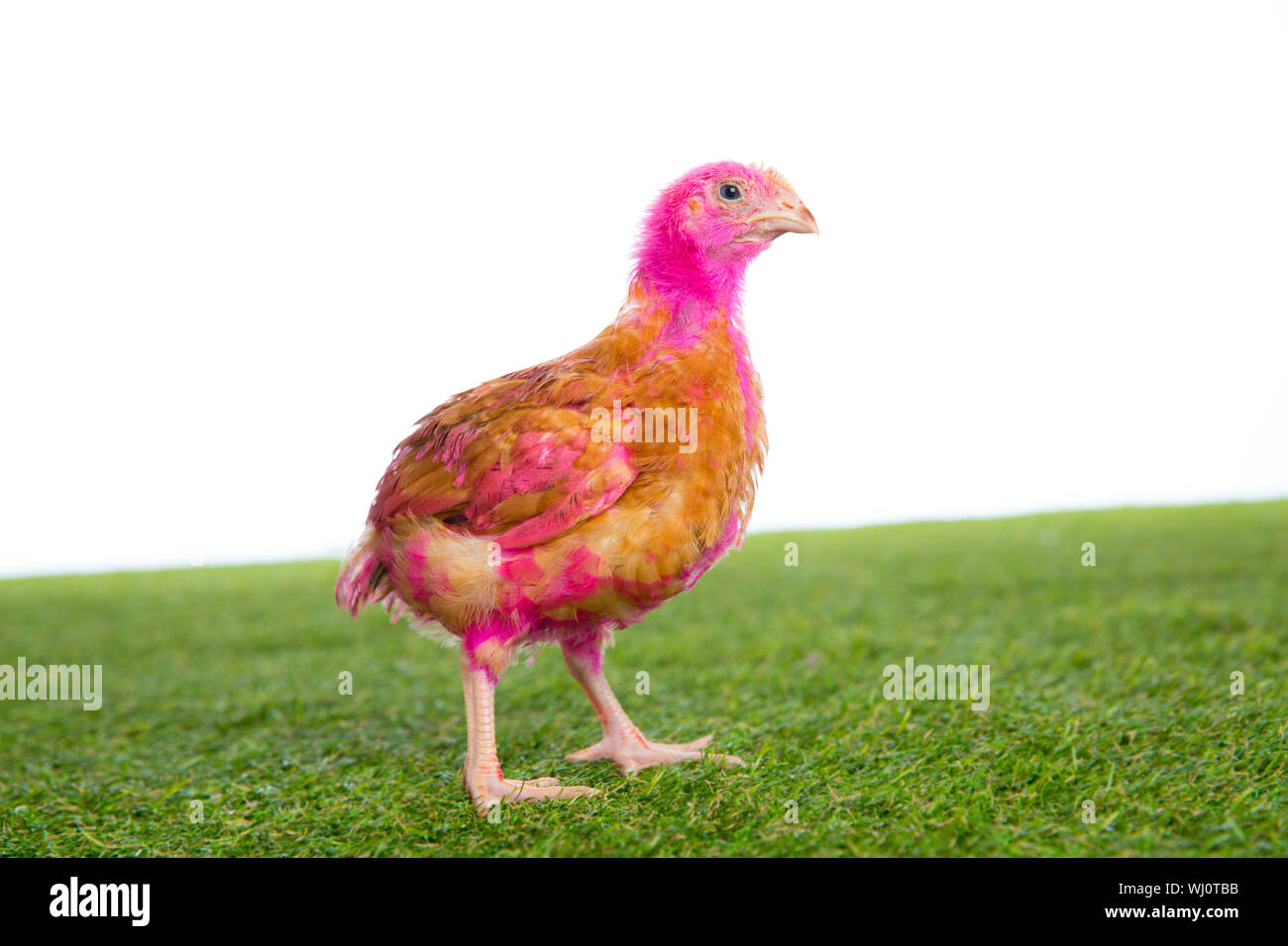 chicken chick hen pink painted on turf grass and white background Stock ...