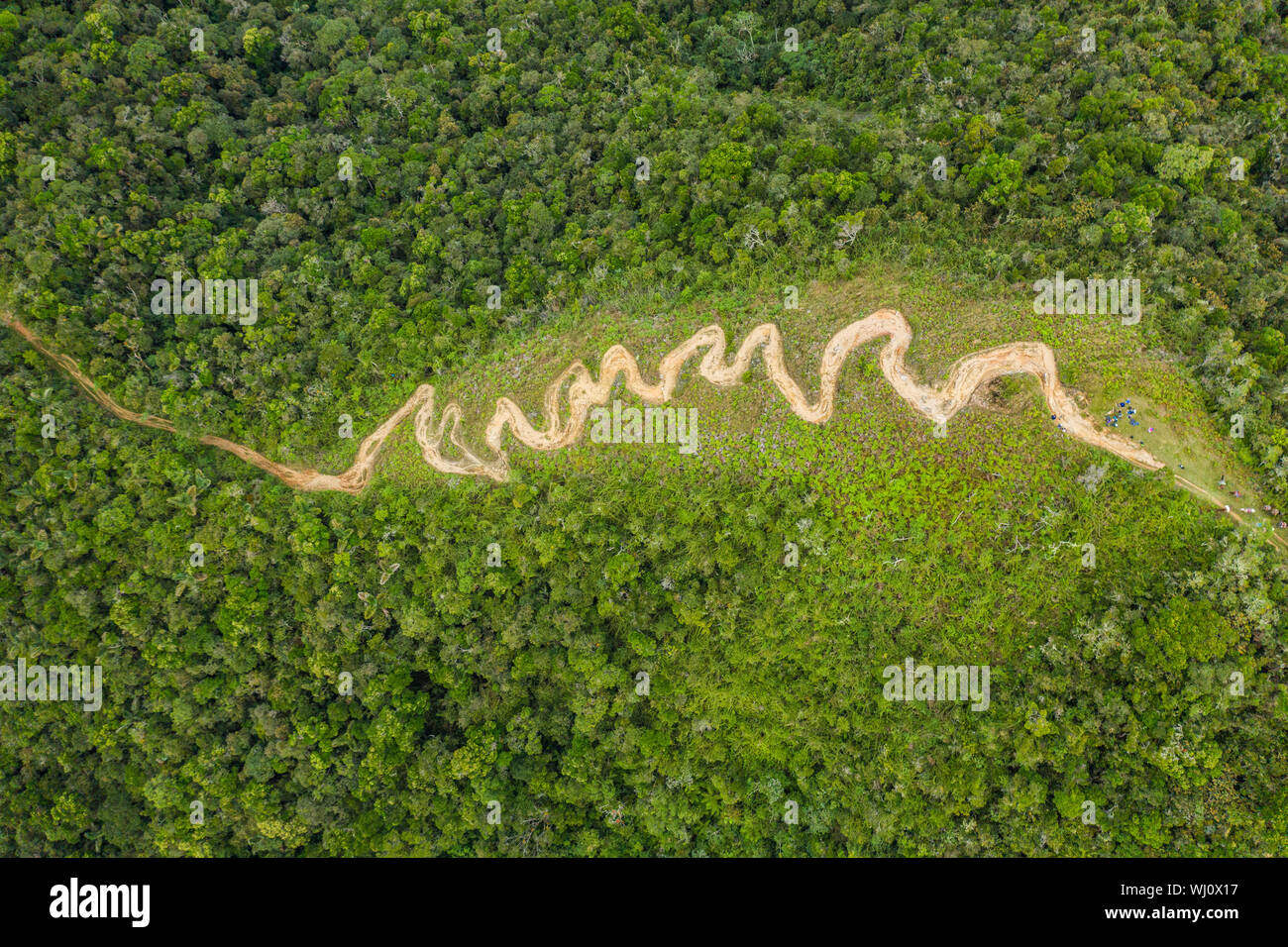 Background green rainforest plant hi-res stock photography and images ...