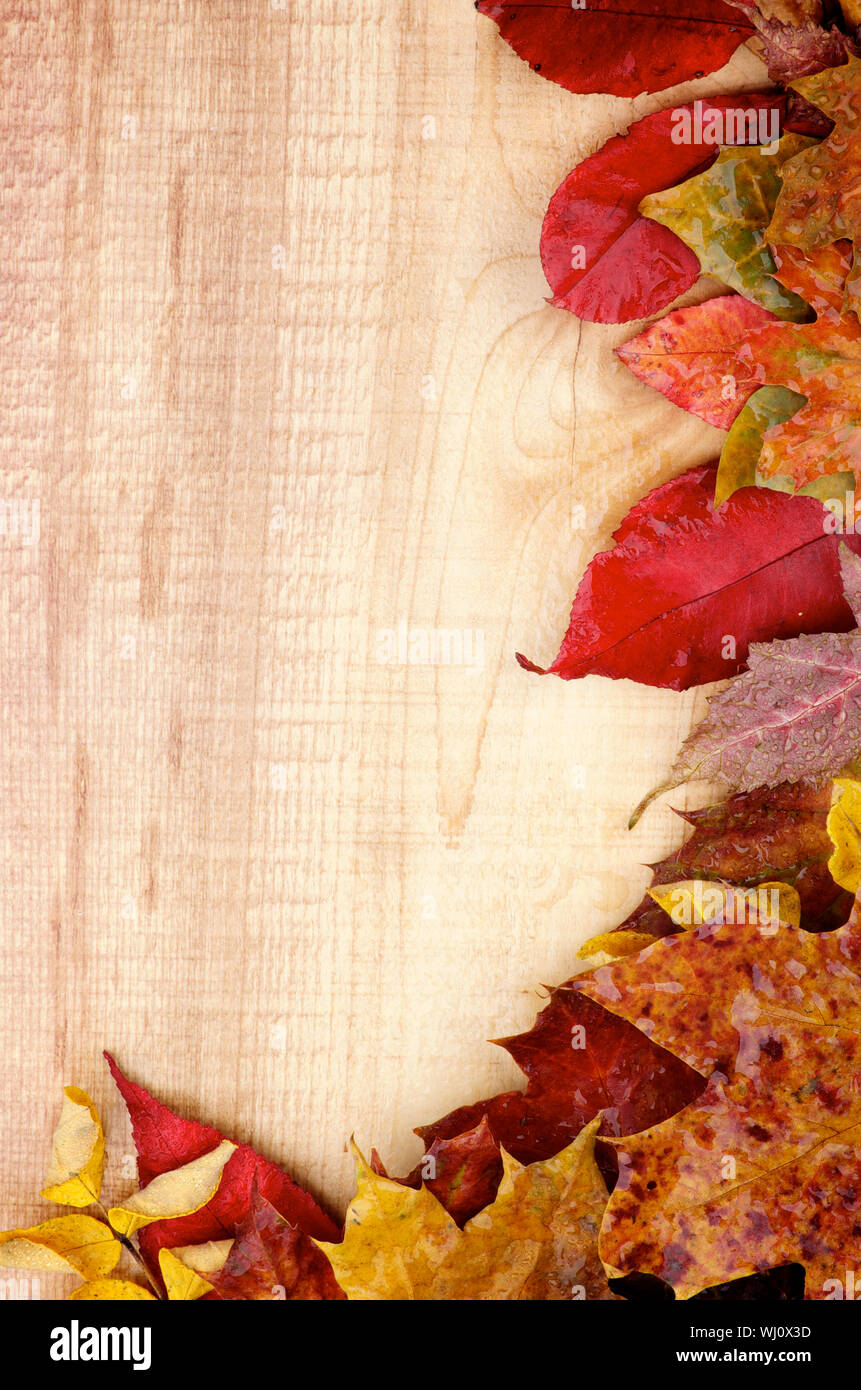 Corner Border of Wet Yellowed Autumn Leafs closeup on Rustic Wooden ...