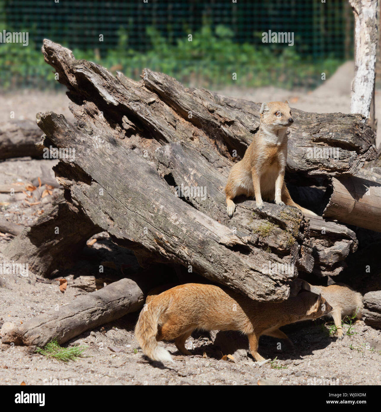Mongoose Tree High Resolution Stock Photography and Images - Alamy