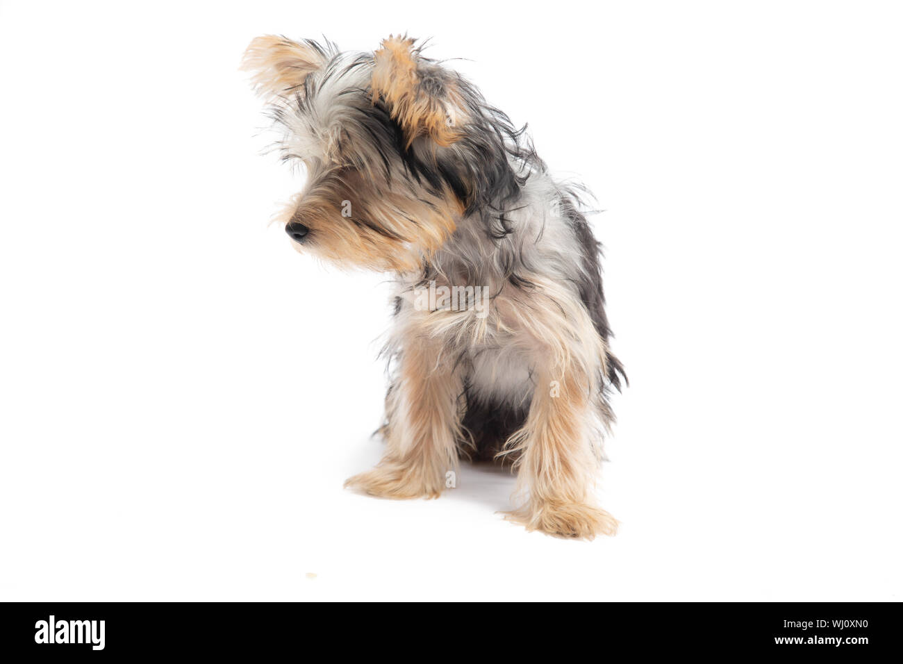 Scruffy puppy Cut Out Stock Images & Pictures - Alamy