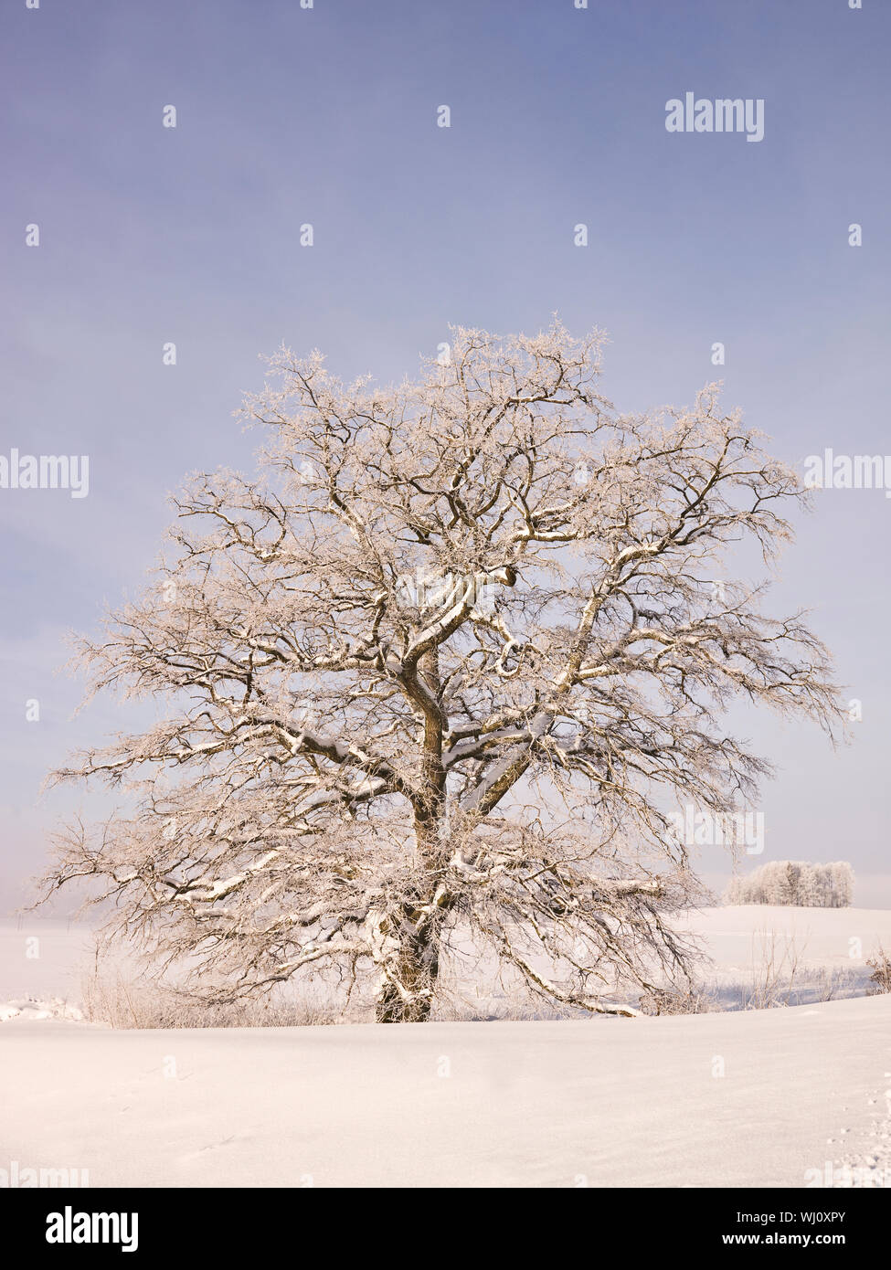 Oak tree in the winter Stock Photo - Alamy