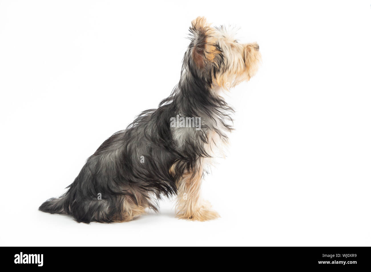 Yorkshire Terrier Puppy on White Background Stock Photo - Alamy