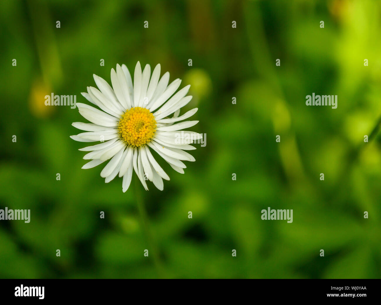 Daisy surrounded by green grass Stock Photo - Alamy