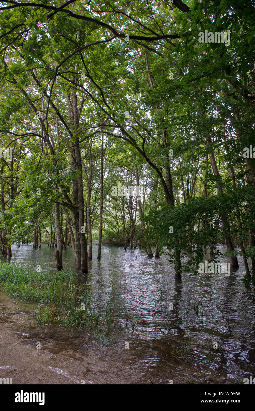 flooding water with trees Stock Photo - Alamy