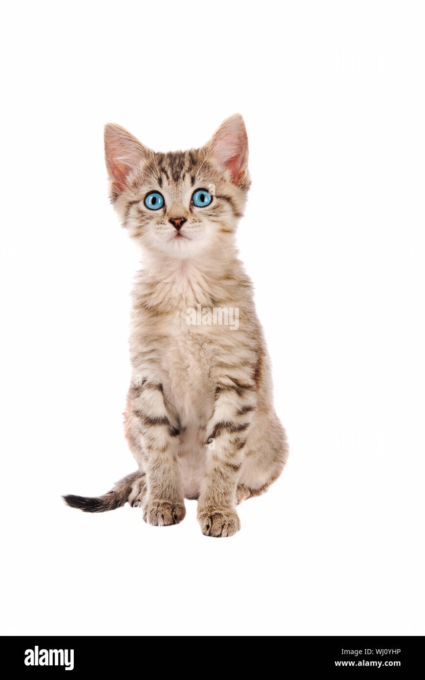 Stray kitten sitting on Cut Out Stock Images & Pictures - Alamy