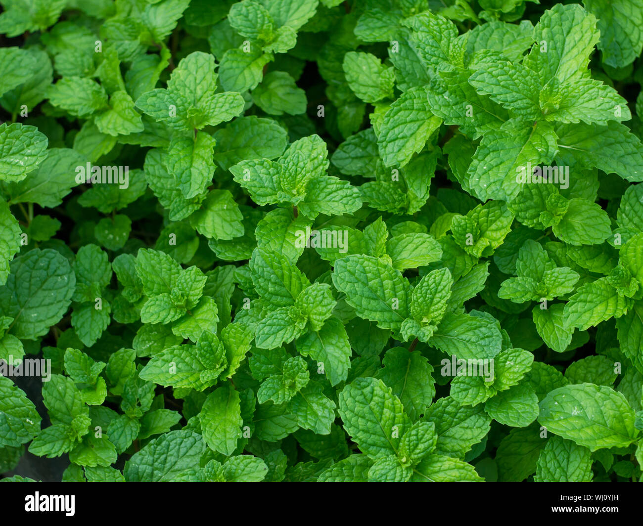 Full mint hi-res stock photography and images - Alamy
