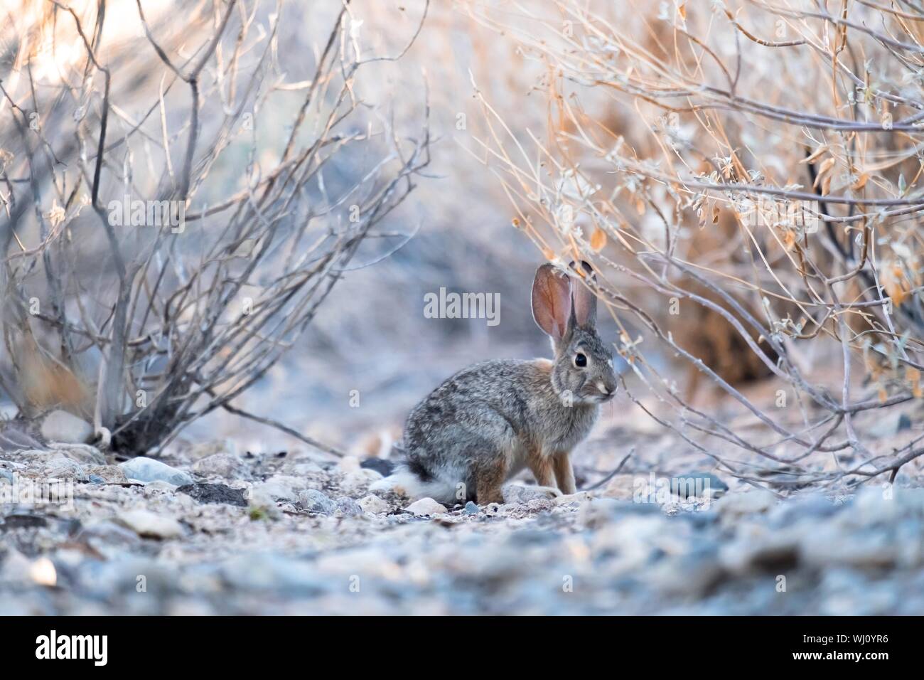 Dead rabbits hi-res stock photography and images - Alamy