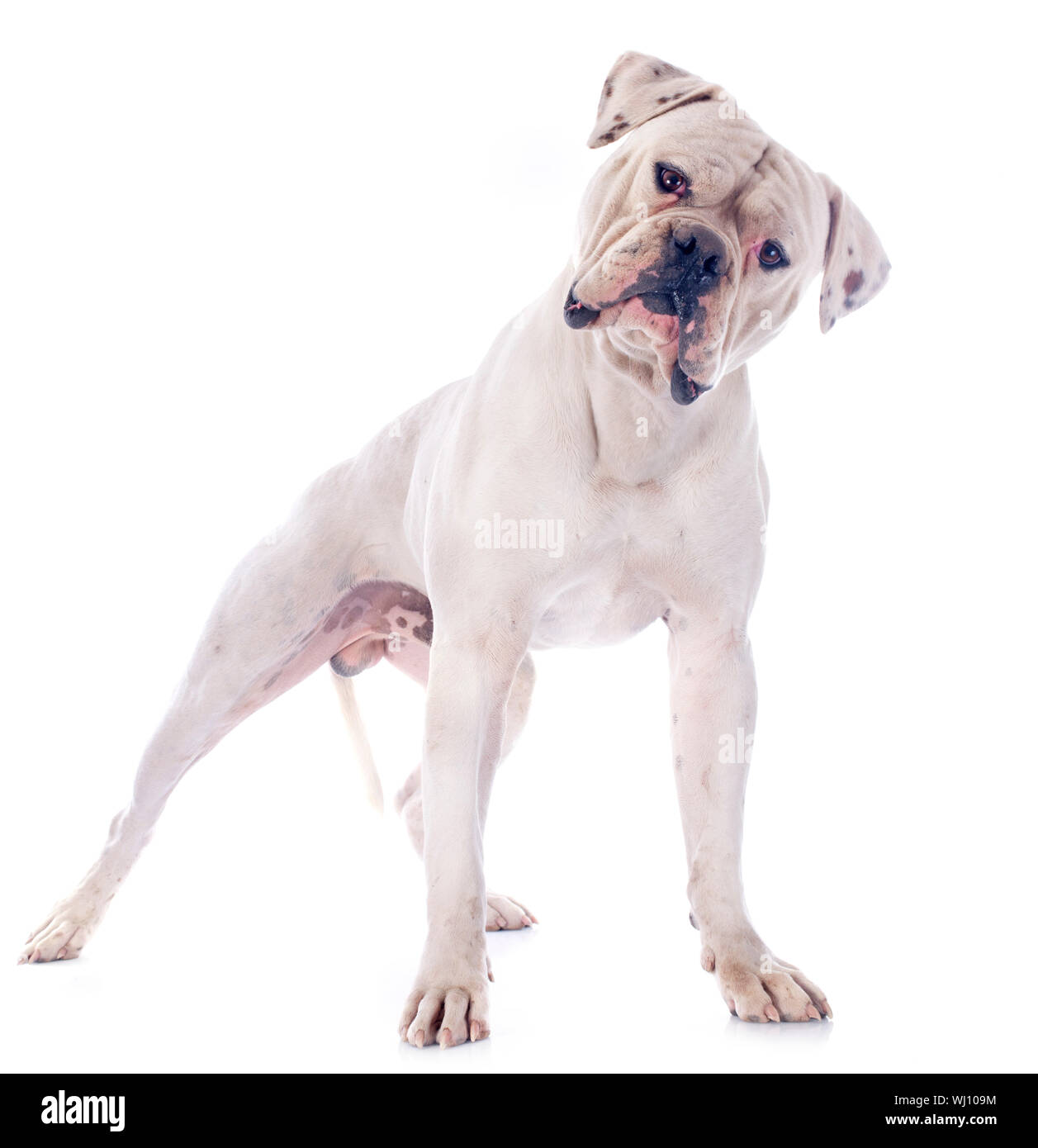 american bulldog in front of white background Stock Photo - Alamy