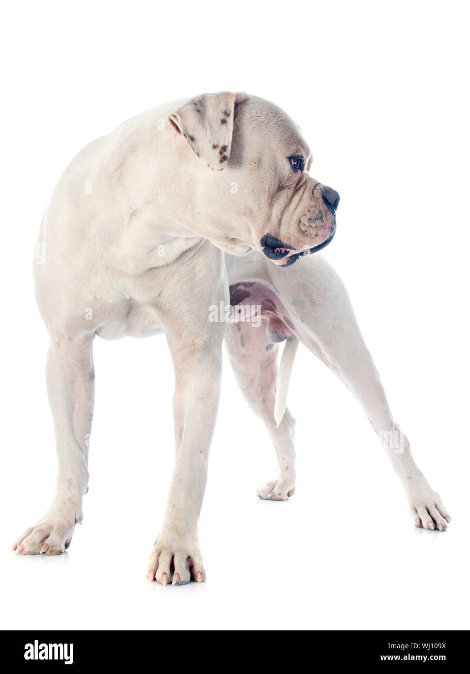 american bulldog in front of white background Stock Photo - Alamy