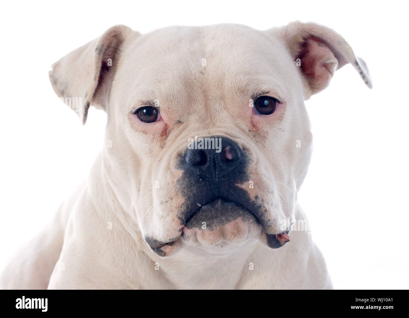 american bulldog in front of white background Stock Photo - Alamy