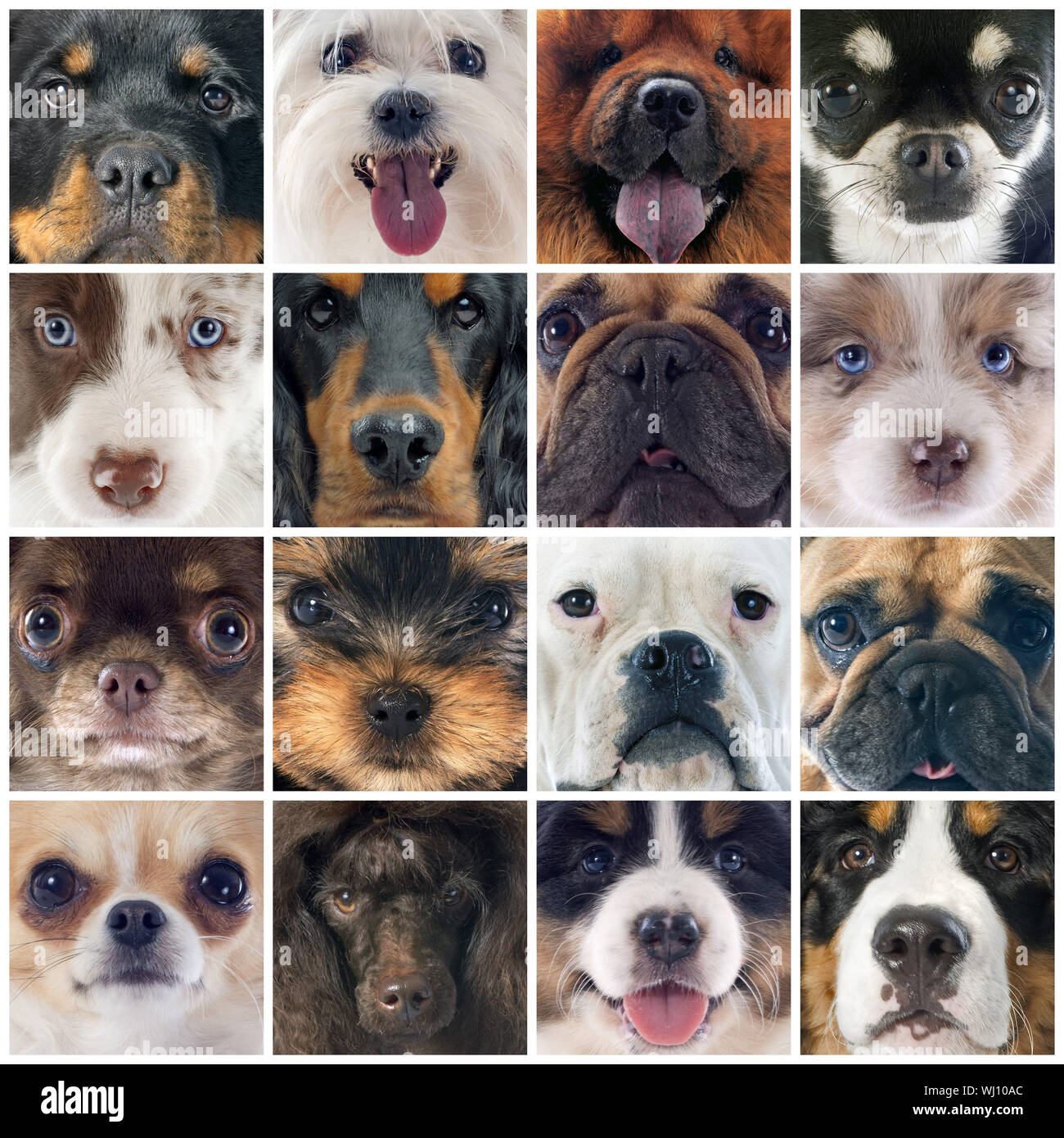 group of purebred dogs on a photography montage Stock Photo - Alamy
