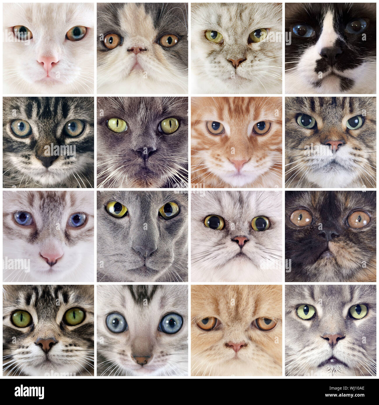 portrait of a group of purebred cats Stock Photo - Alamy