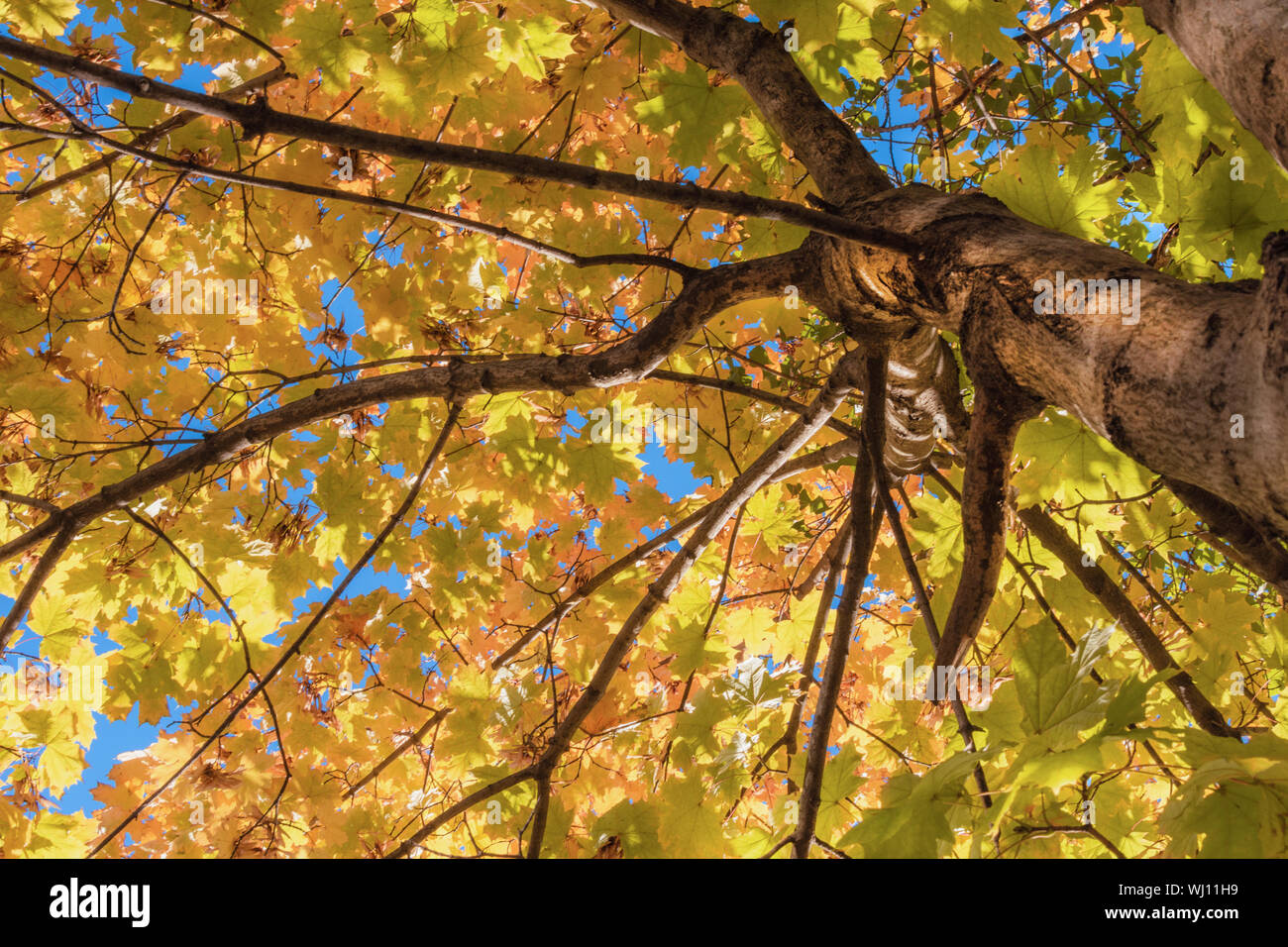 Yellow tree leaves on a blue sky background. Autumn golden trees Stock ...