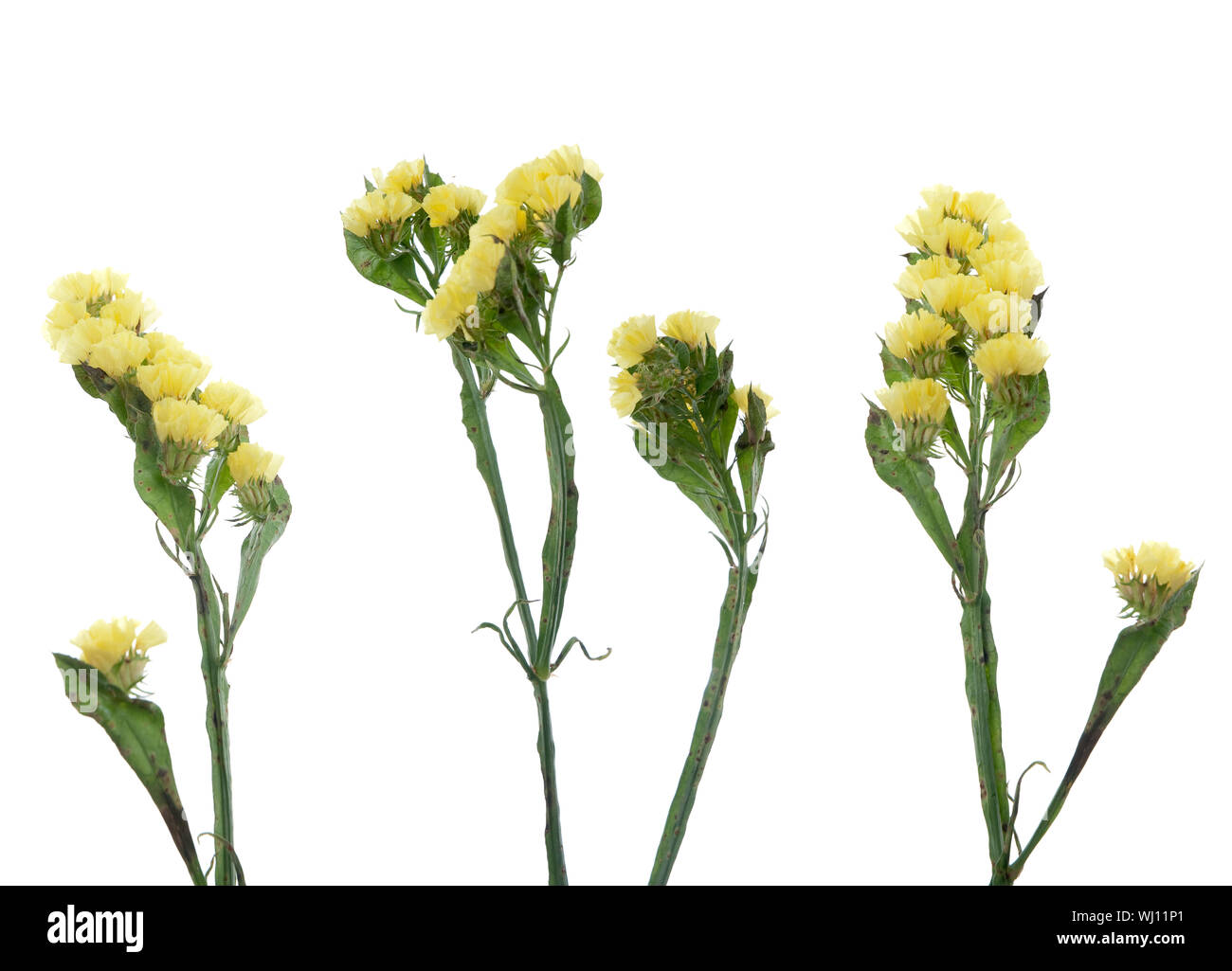Statice flowers isolated on white background Stock Photo - Alamy