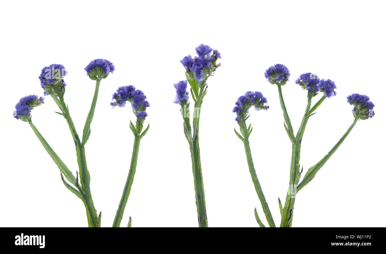 Statice flowers isolated on white background Stock Photo - Alamy