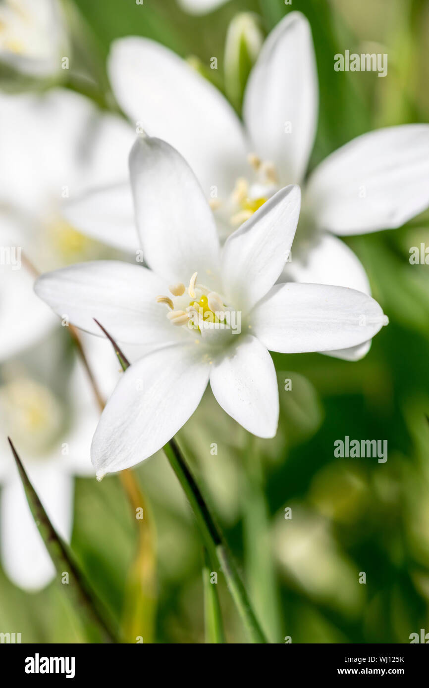 Star of Bethlehem Ornithogalum umbellatum growing in Cwm woods North ...