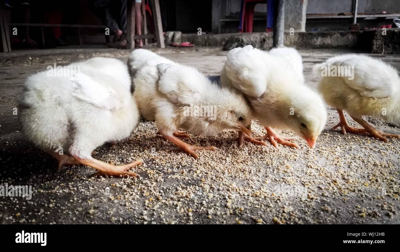 Chicks Eating High Resolution Stock Photography and Images - Alamy