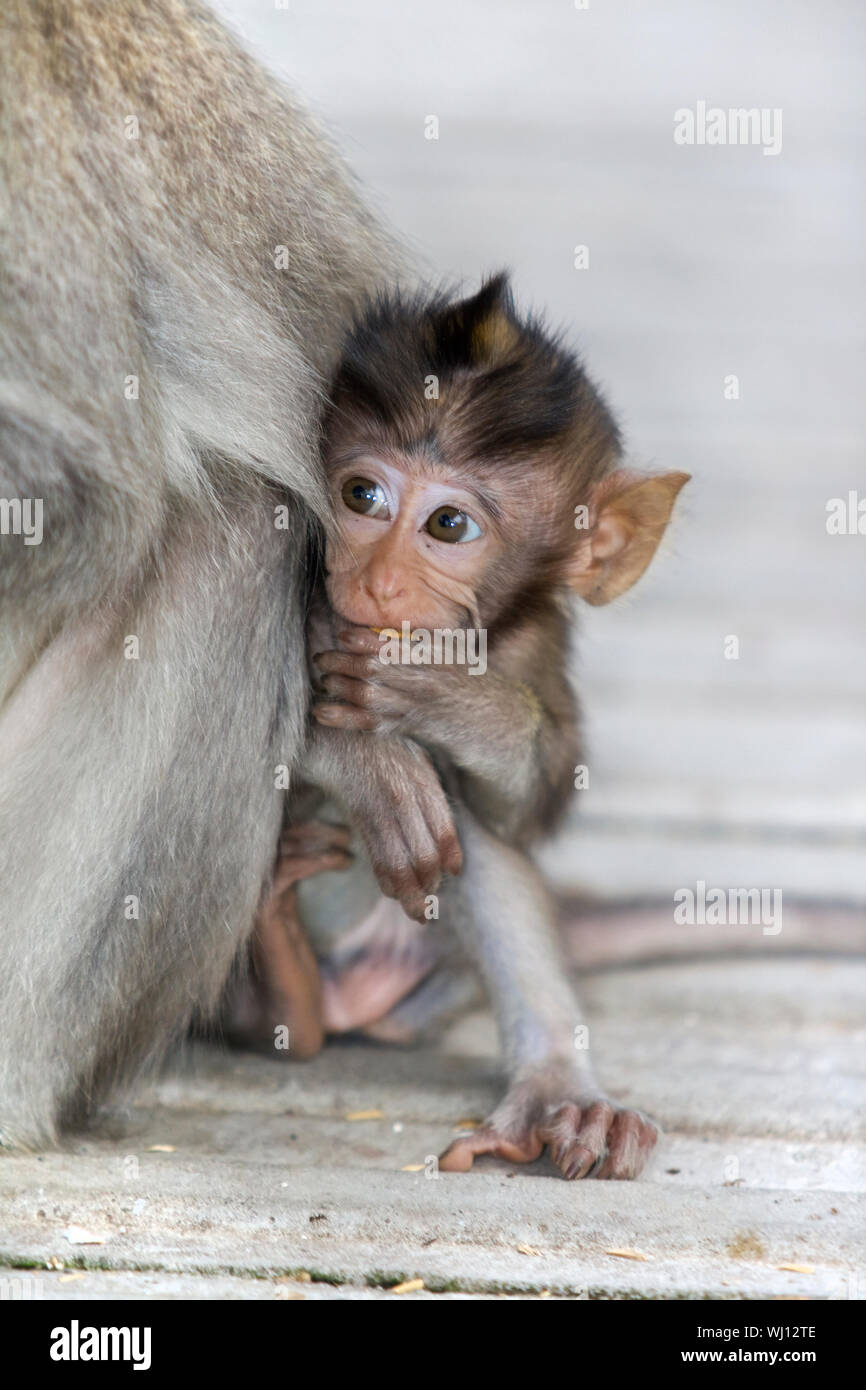 Monkey trees jumping hi-res stock photography and images - Alamy