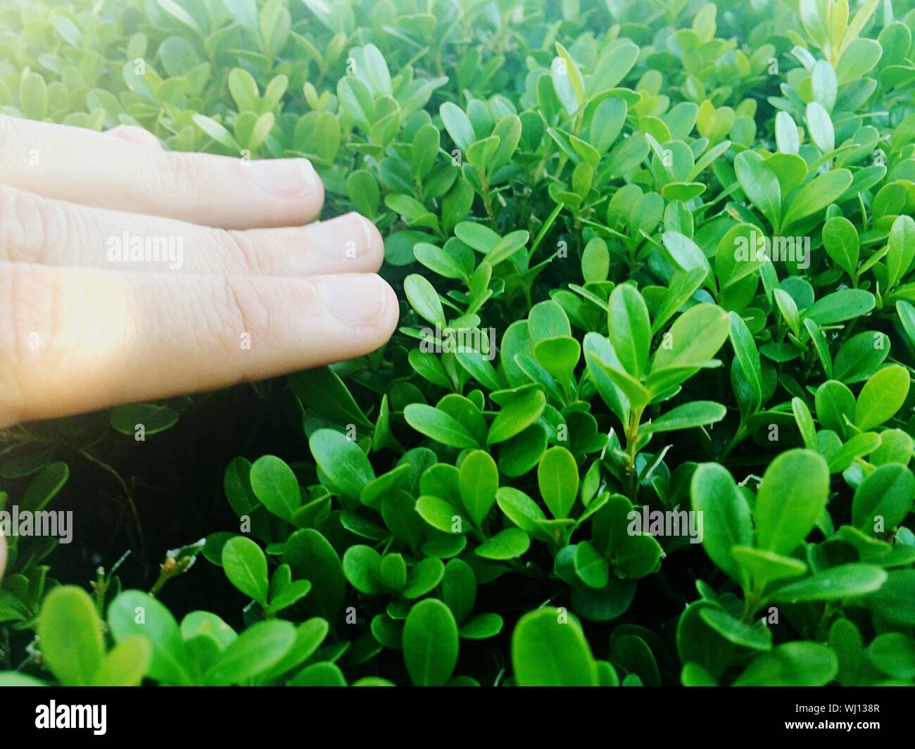 Hand growing plants hi-res stock photography and images - Alamy