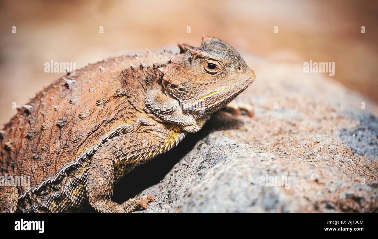 Toad up close hi-res stock photography and images - Alamy