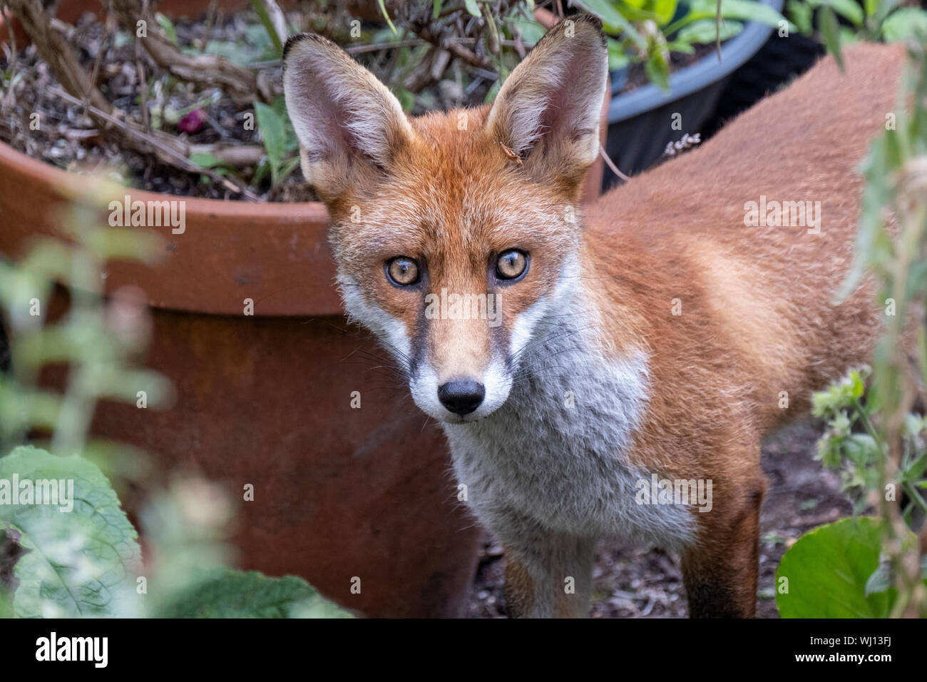 First year fox in a residential garden in Camden Town in London ...