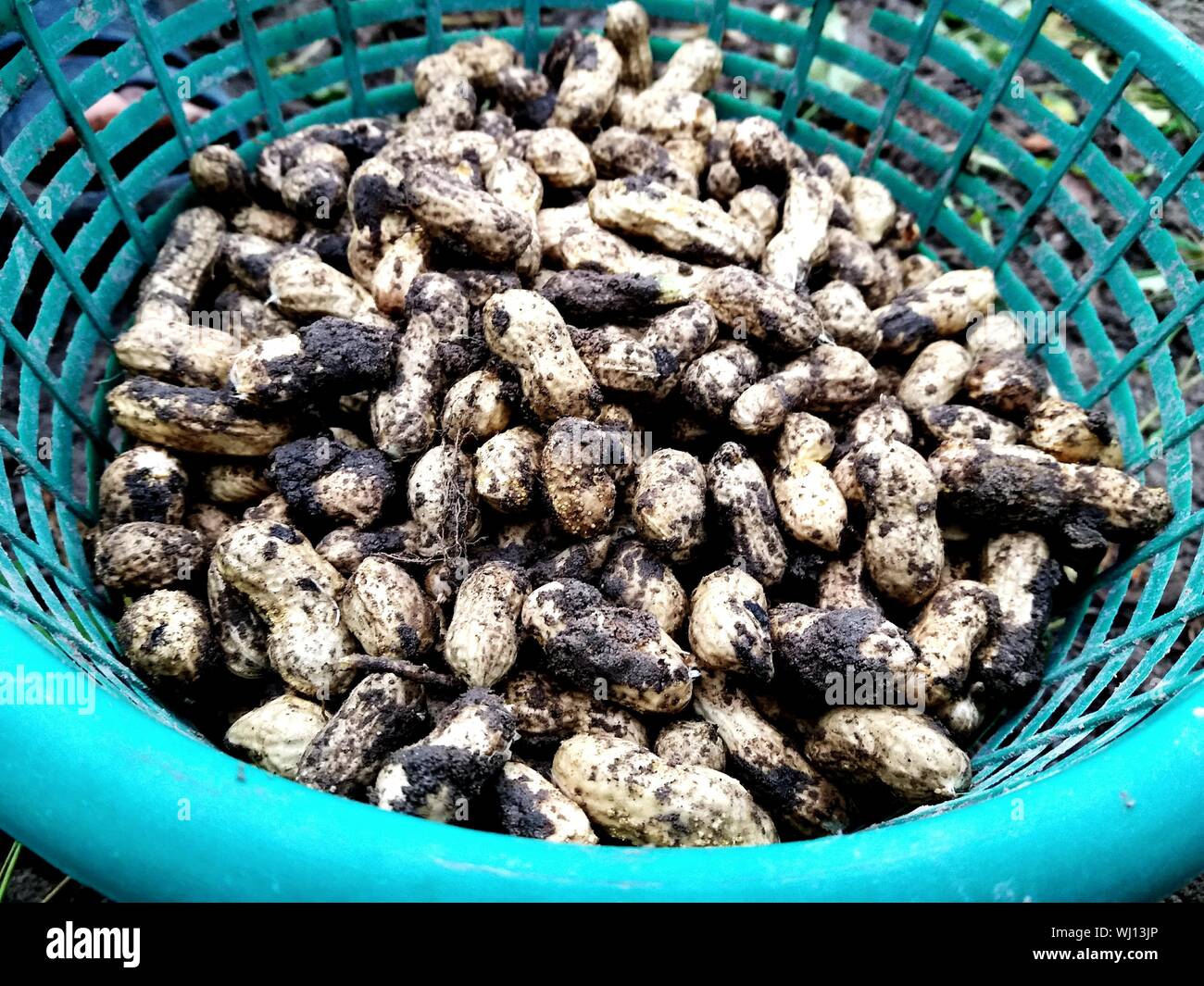 Group of groundnuts hi-res stock photography and images - Alamy