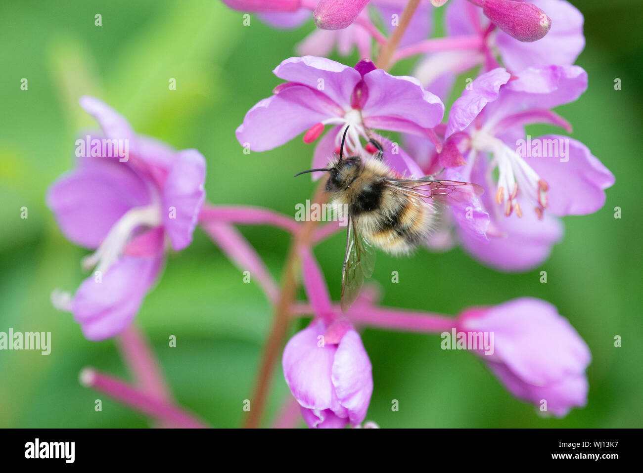 Alaska arctic bee hi-res stock photography and images - Alamy