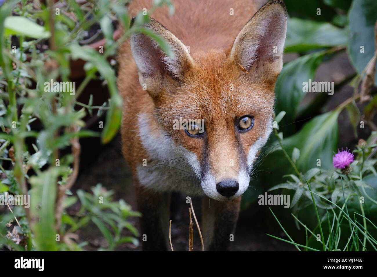 London fox cub garden hi-res stock photography and images - Alamy