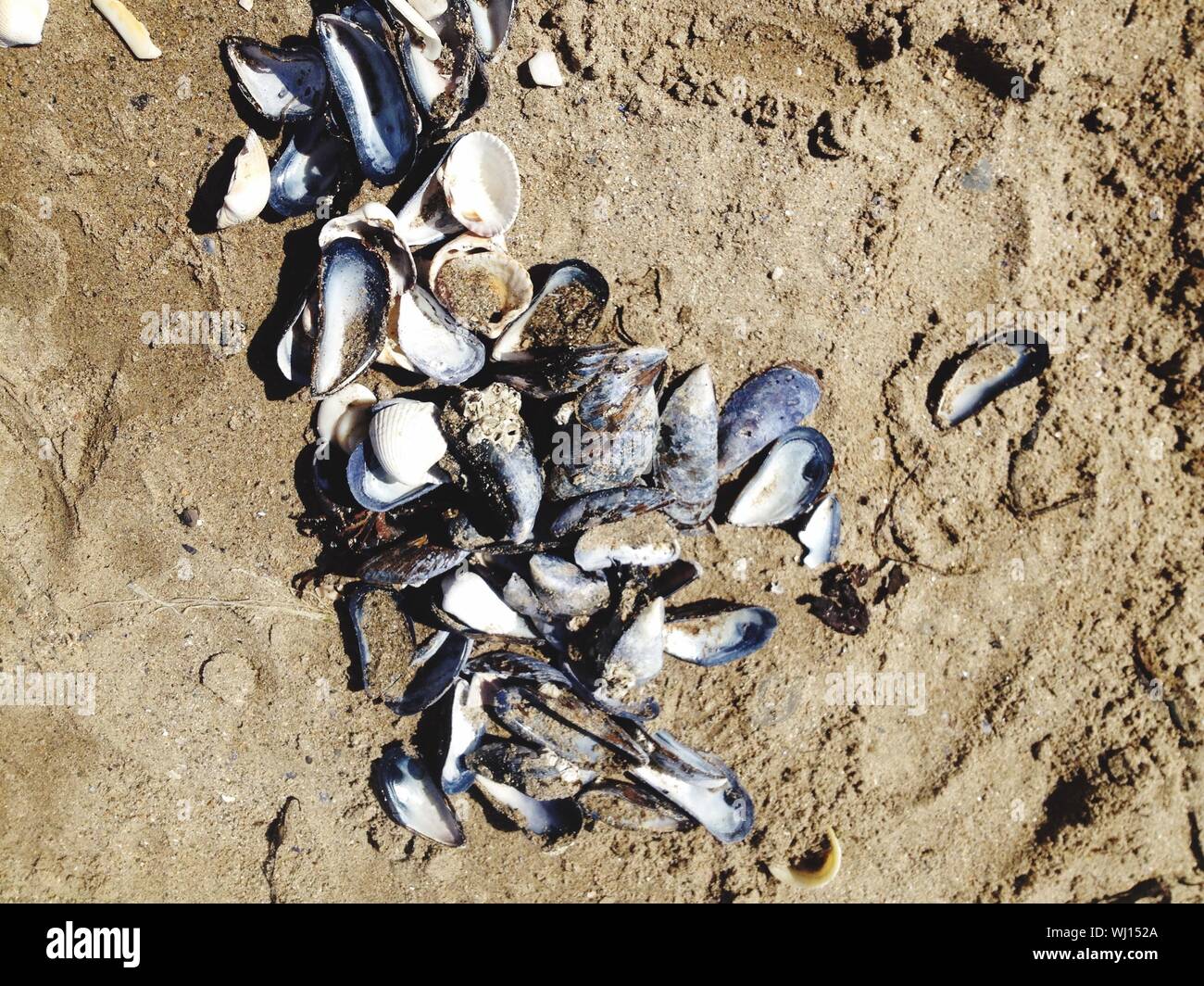 Mussel shells hi-res stock photography and images - Alamy