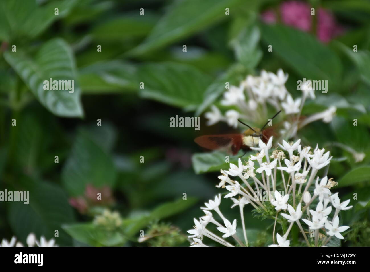 A closeup nature photograph of a Hummingbird Clearwing Moth feeding on ...