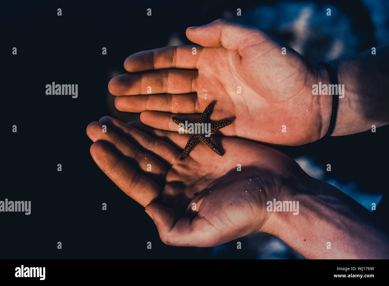 Human hands holding starfish hi-res stock photography and images - Alamy